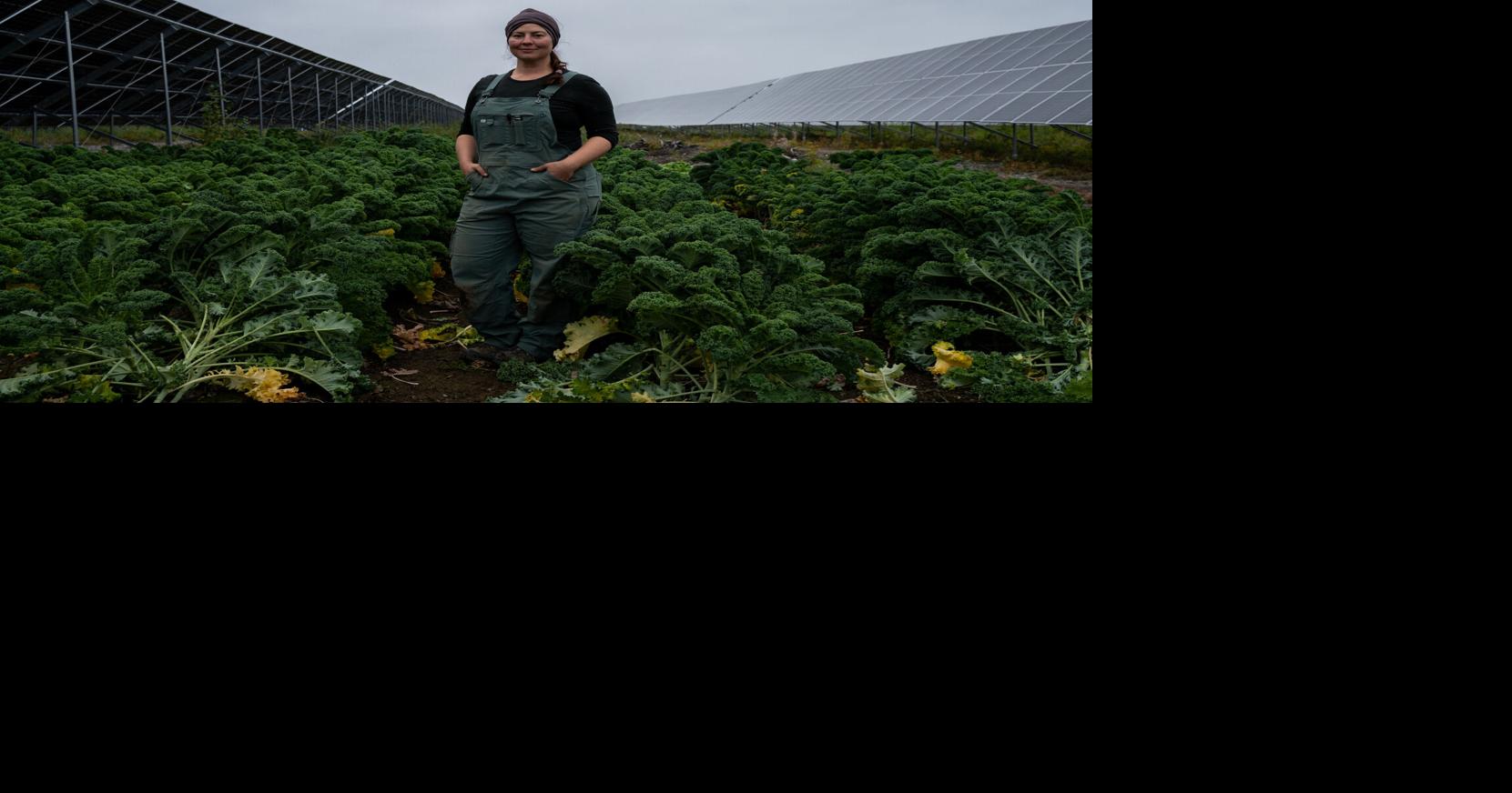 Alaska Solar Farms & Crop Growth: A Unique Test - News Usa Today