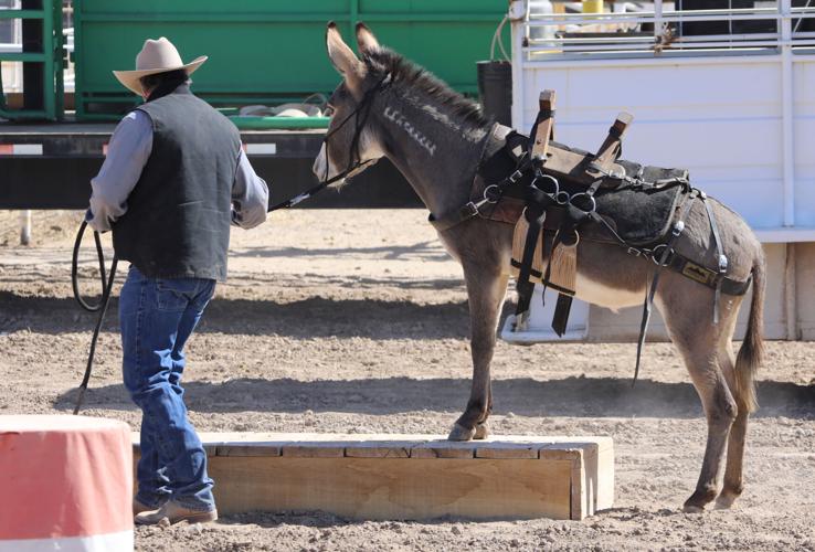 Willcox celebrates Wild Horse and Burro Awareness Week with sale ...
