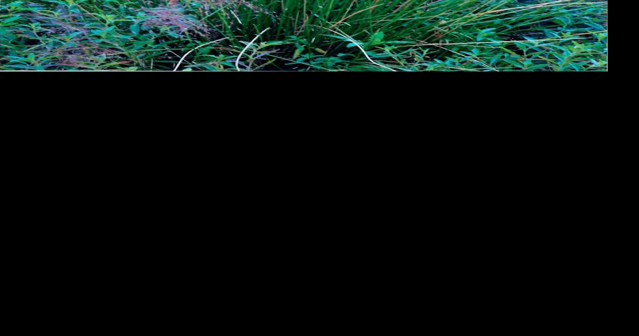 In the High Desert Garden: Ornamental grasses in the Desert Garden ...
