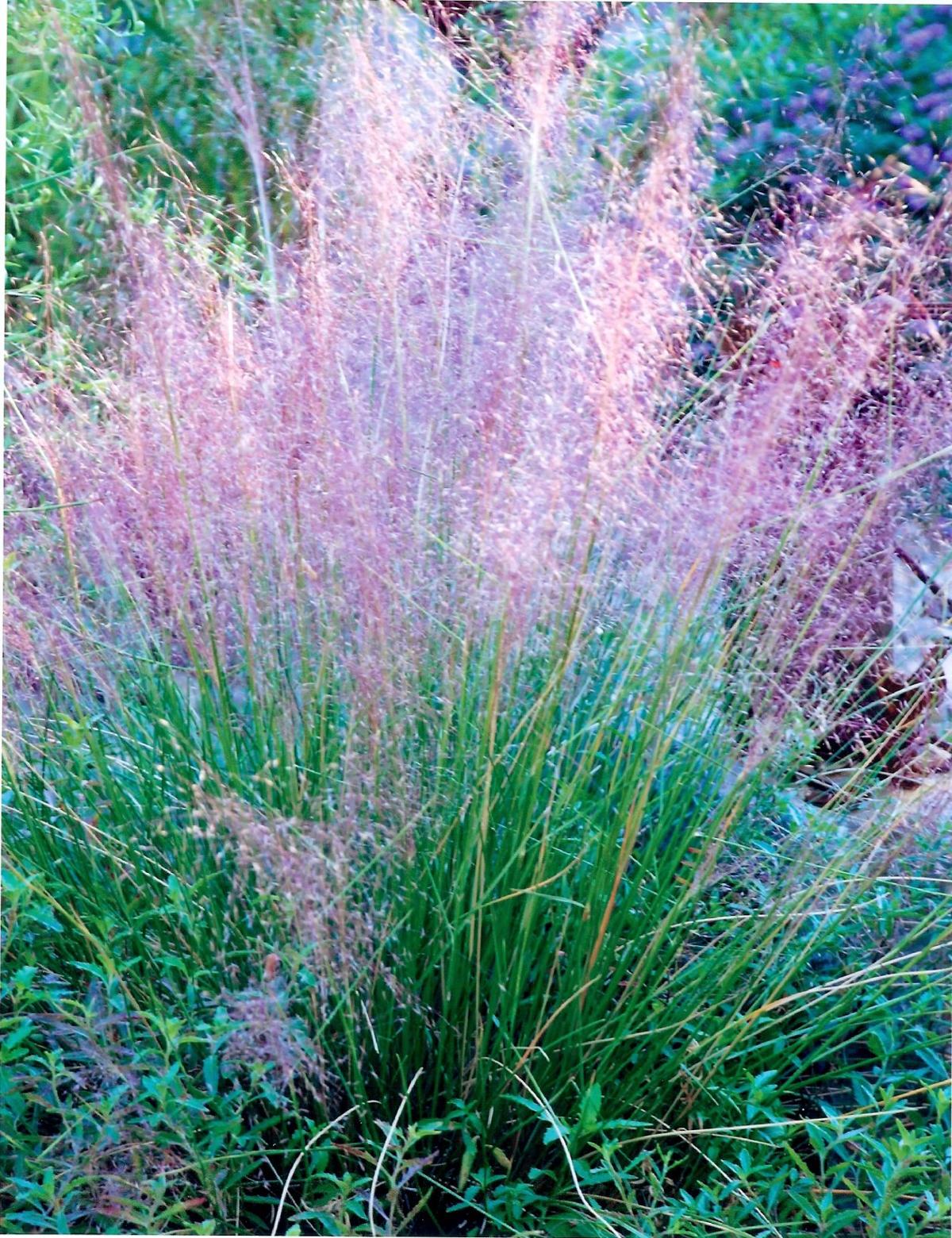 In the High Desert Garden: Ornamental grasses in the Desert Garden ...