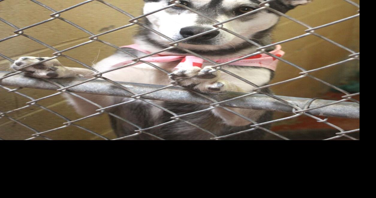 Douglas Animal Shelter: Turnaround in Live Outcome Ratios | Douglas ...