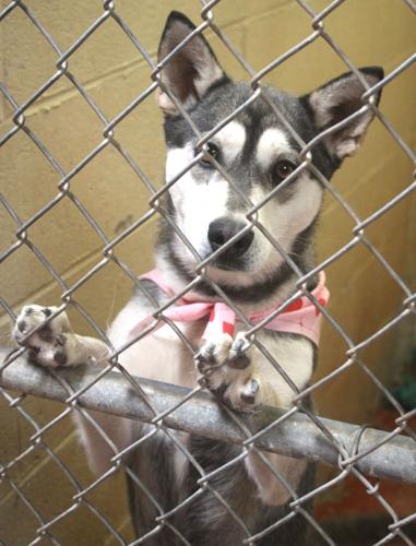 Douglas Animal Shelter holds open house | Douglas Dispatch ...