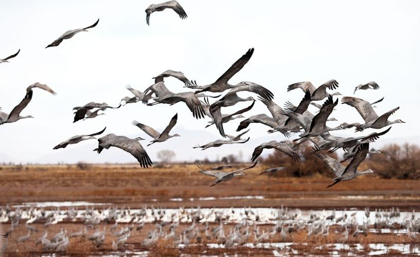 how to draw cranes birds