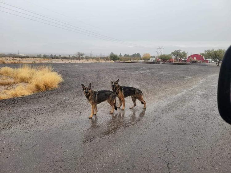 Saga of lost German shepherds grips Benson | Local News Stories ...