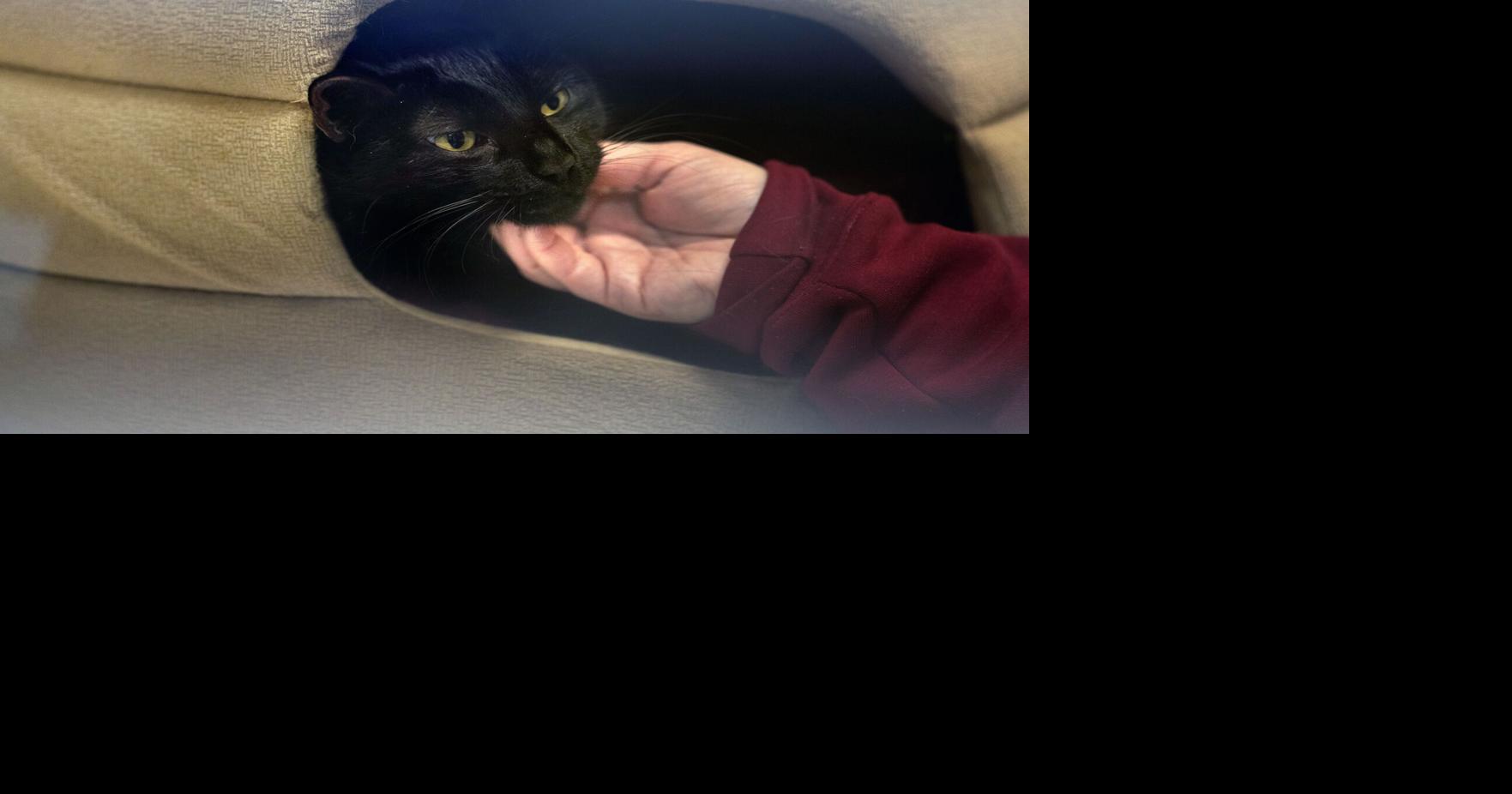Inspiring Story of Rescued Pets Left Behind by Immigration Raids ...