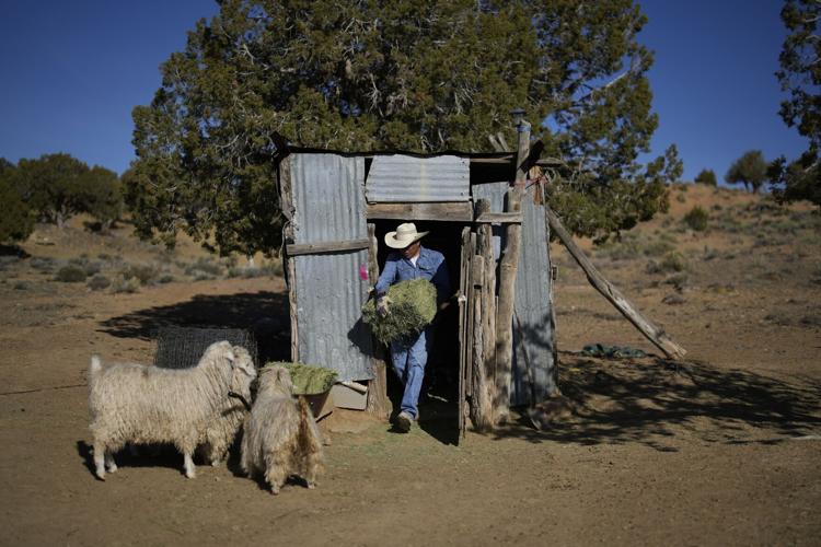 Navajo sheep herding at risk from climate change. Some young people ...