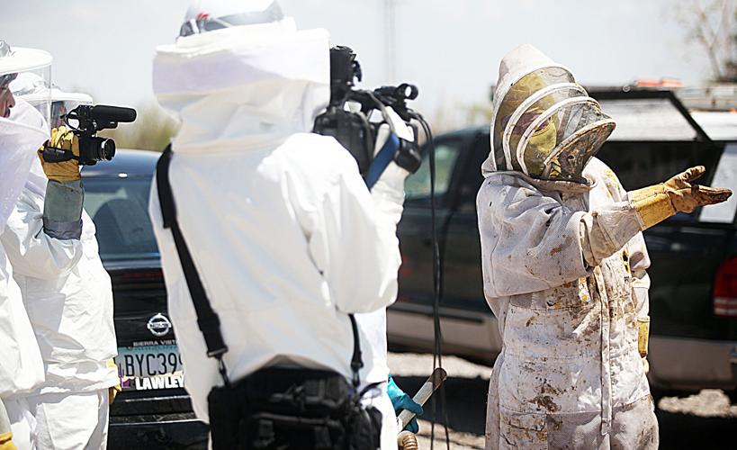 ‘Killer Bee Guy’ carries out massive hive removal outside Bisbee ...