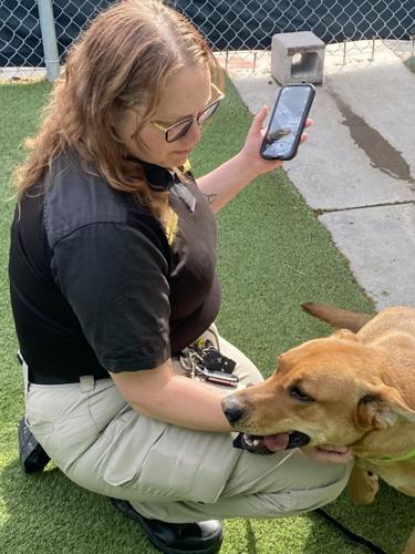Extra special care: County facility serves animals from hoarding ...