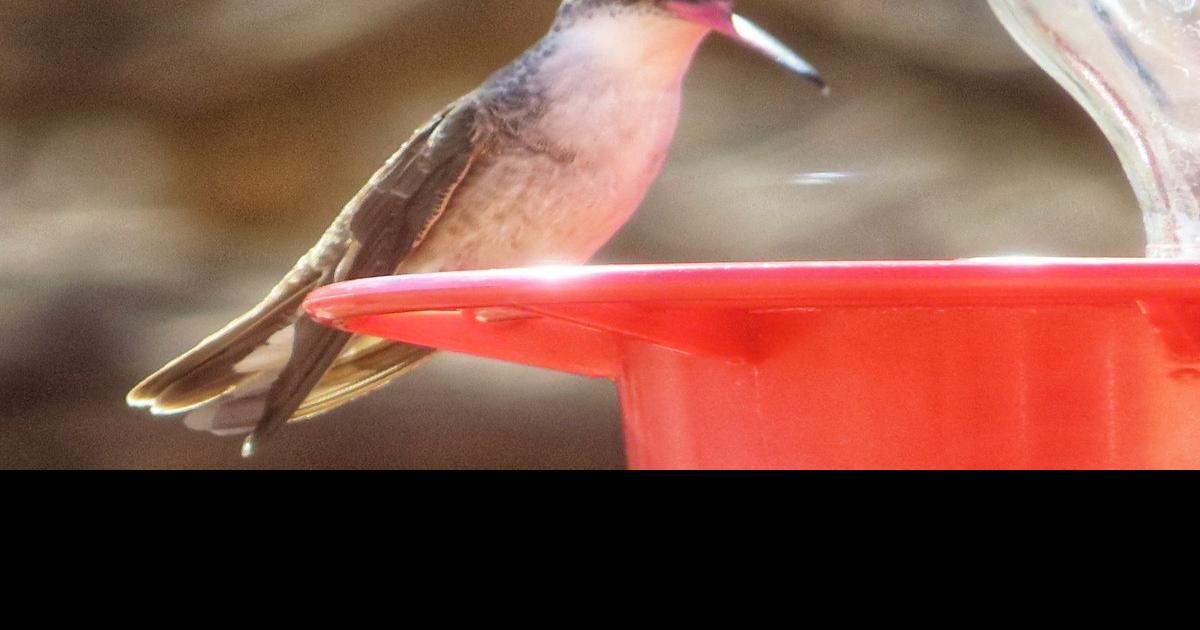 viol | | myheraldreview.com