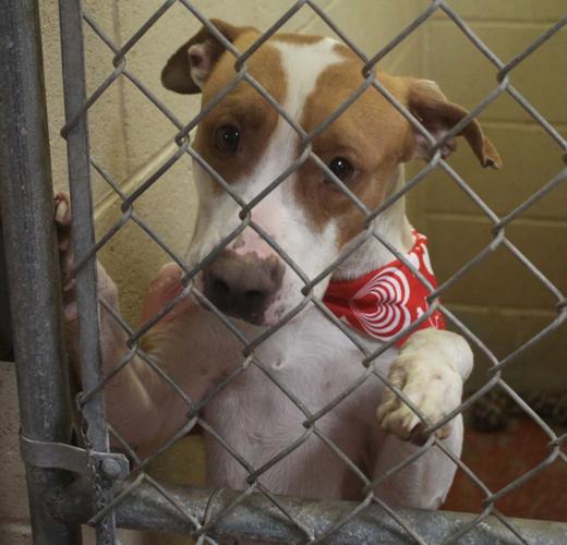 Douglas Animal Shelter holds open house | Douglas Dispatch ...