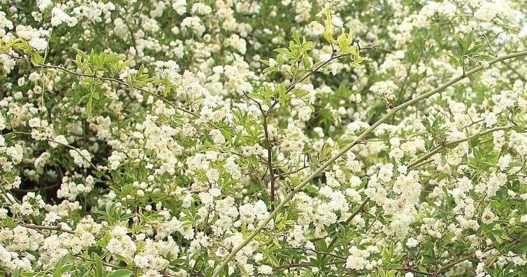 Tombstone’s 132-year-old rose tree gets its day in the sun ...