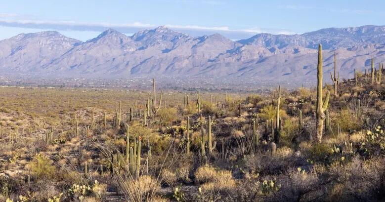 Saguaro National Park among top U.S. destinations for a digital detox ...