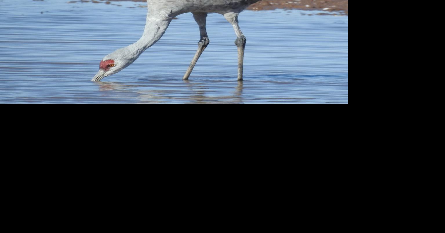 ADWR draft management plan for Douglas AMA discussed with local council ...