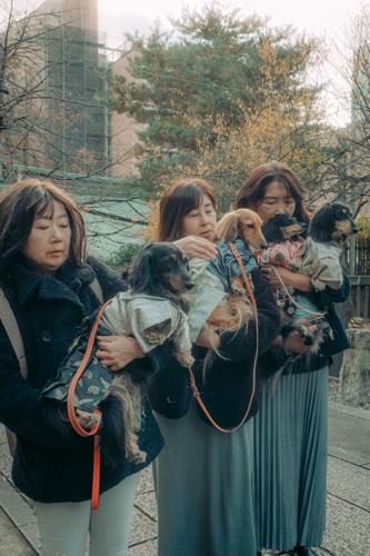 Dogs in Kimonos: Japan Reinvents a Children’s Holiday for Pets ...