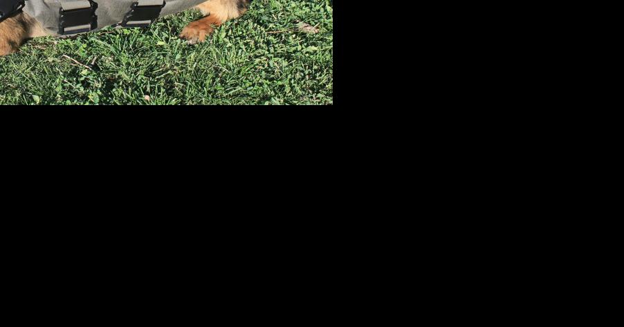 Sheriff’s office K9 Geo receives body armor | Local News Stories ...