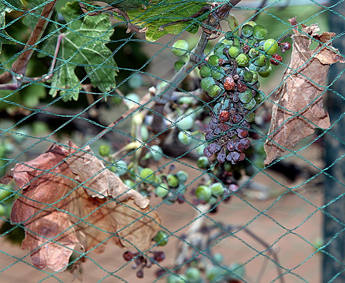 Sour grapes | Local News Stories | myheraldreview.com
