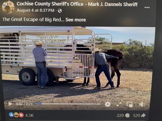 Big Red's Escape Saga: A Heartwarming Neighborhood Tale | Cochise ...