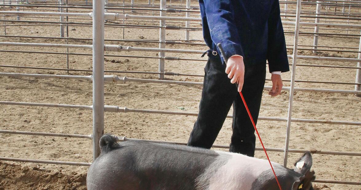 Cochise County Fair's carcass show competition all about what's under ...
