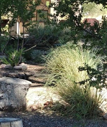 What’s in a name? Johnson's grass and the San Pedro | Lifestyle ...