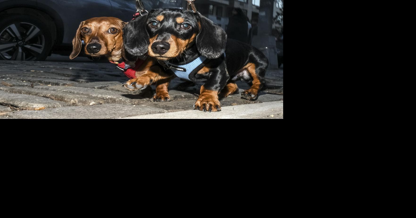 Germany’s Beloved Dachshund Could Be Threatened Under Breeding Bill ...