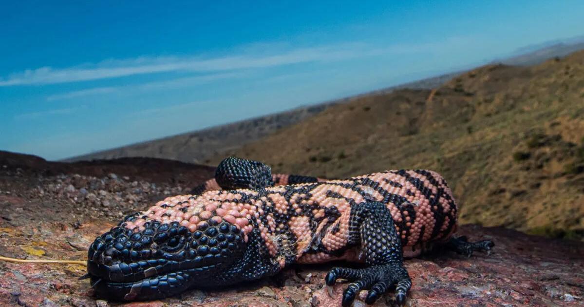 Gila monsters at risk: Delayed monsoons and shrinking habitat imperil ...