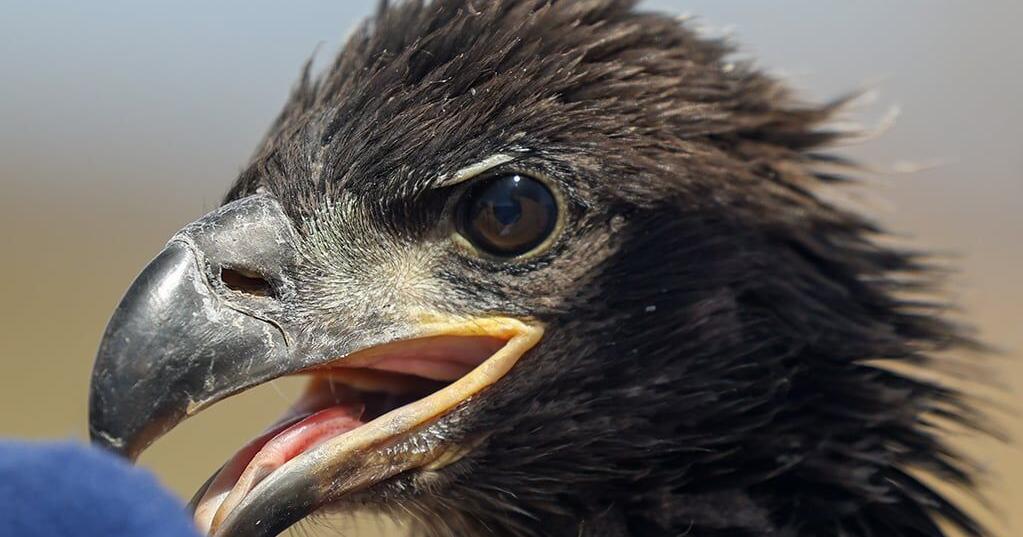 AZ Game & Fish climbs cliffs to count, band and measure bald eagle ...