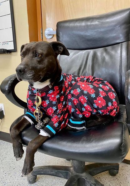 New shelter manager boosts adoptions for pets in need | Willcox Range ...