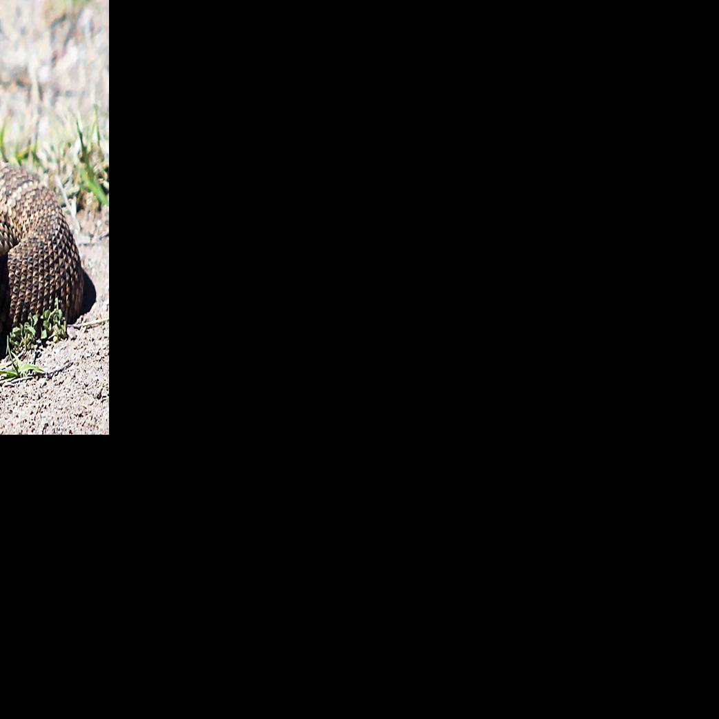 Arizona's rattlesnakes most active in April | Community ...