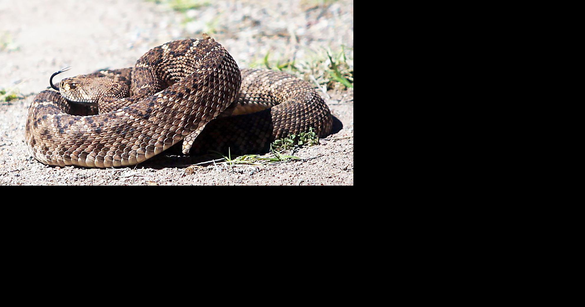 Arizona's rattlesnakes most active in April | Community ...