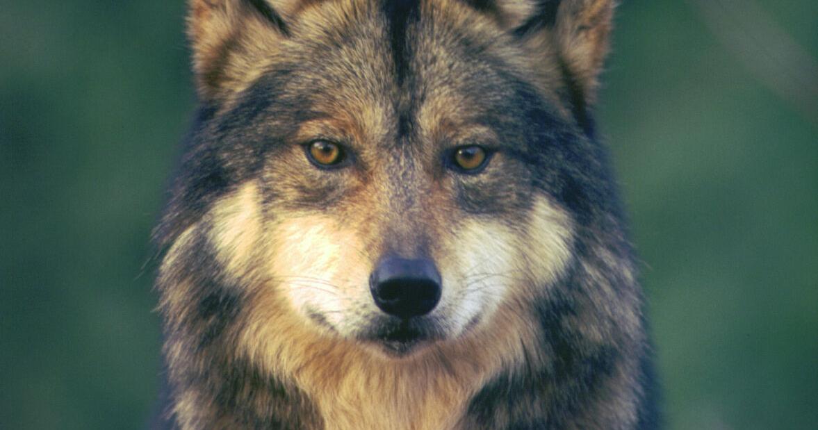 Mexican gray wolves increasing in the Southwest, but not in Cochise ...