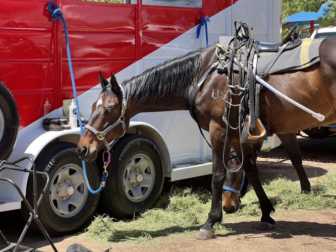 Annual Celebrating Animals event a pet project | Community ...
