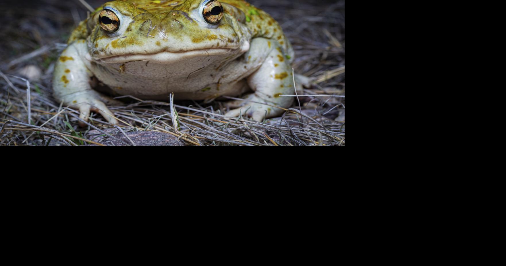 These Toads Have Psychedelic Powers, but They’d Prefer to Keep It Quiet ...