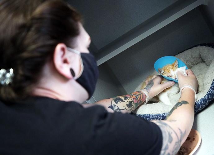 Bisbee seeks proposals for animal shelter operations | Local News ...