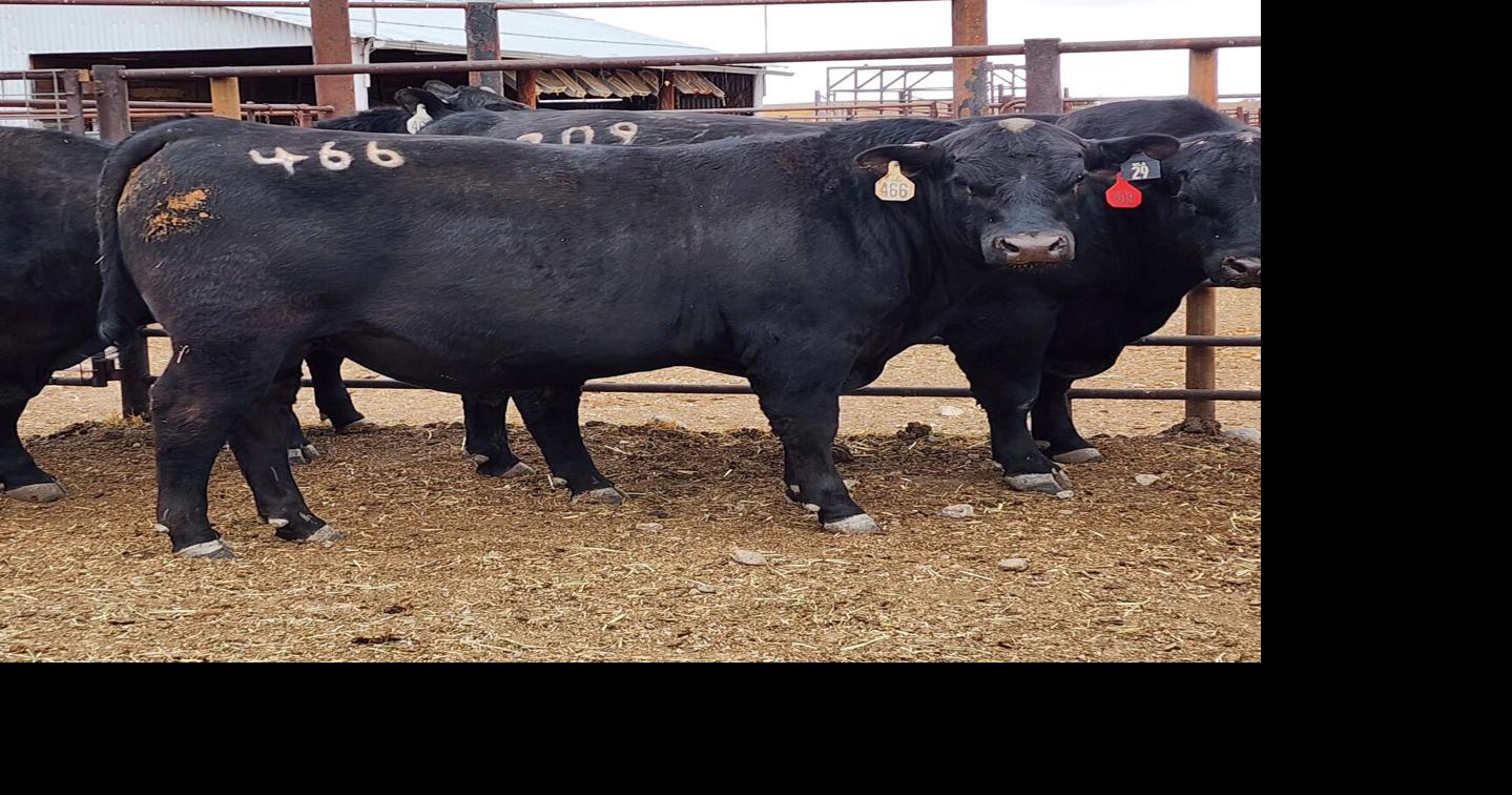 Angus from YY Ranch is Grand Champion at 48th Annual All-Breed Bull ...