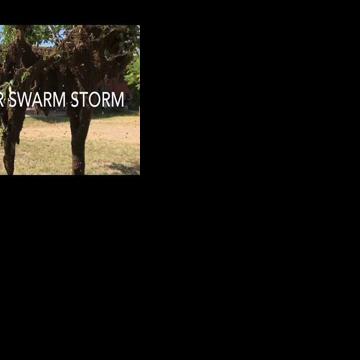 Bisbee ‘Killer Bee Guy’ and team extracts 200 pounds of bees | Local ...