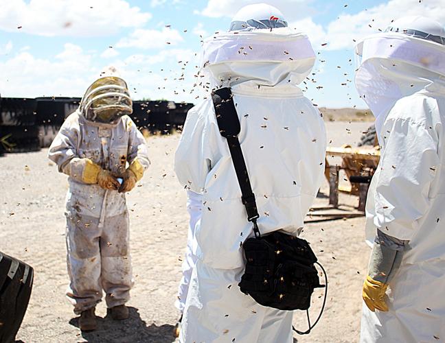 ‘Killer Bee Guy’ carries out massive hive removal outside Bisbee ...