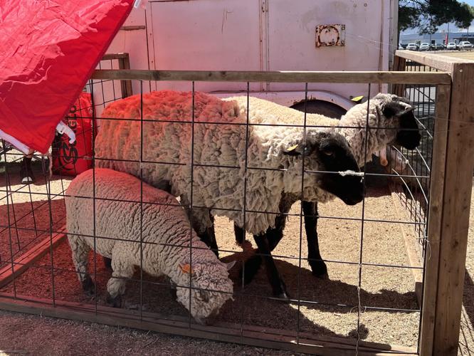 Annual Celebrating Animals event a pet project | Community ...