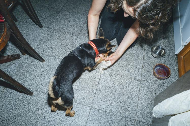 New York City’s Secret Weapon in the War on Rats: Katie the Dog ...
