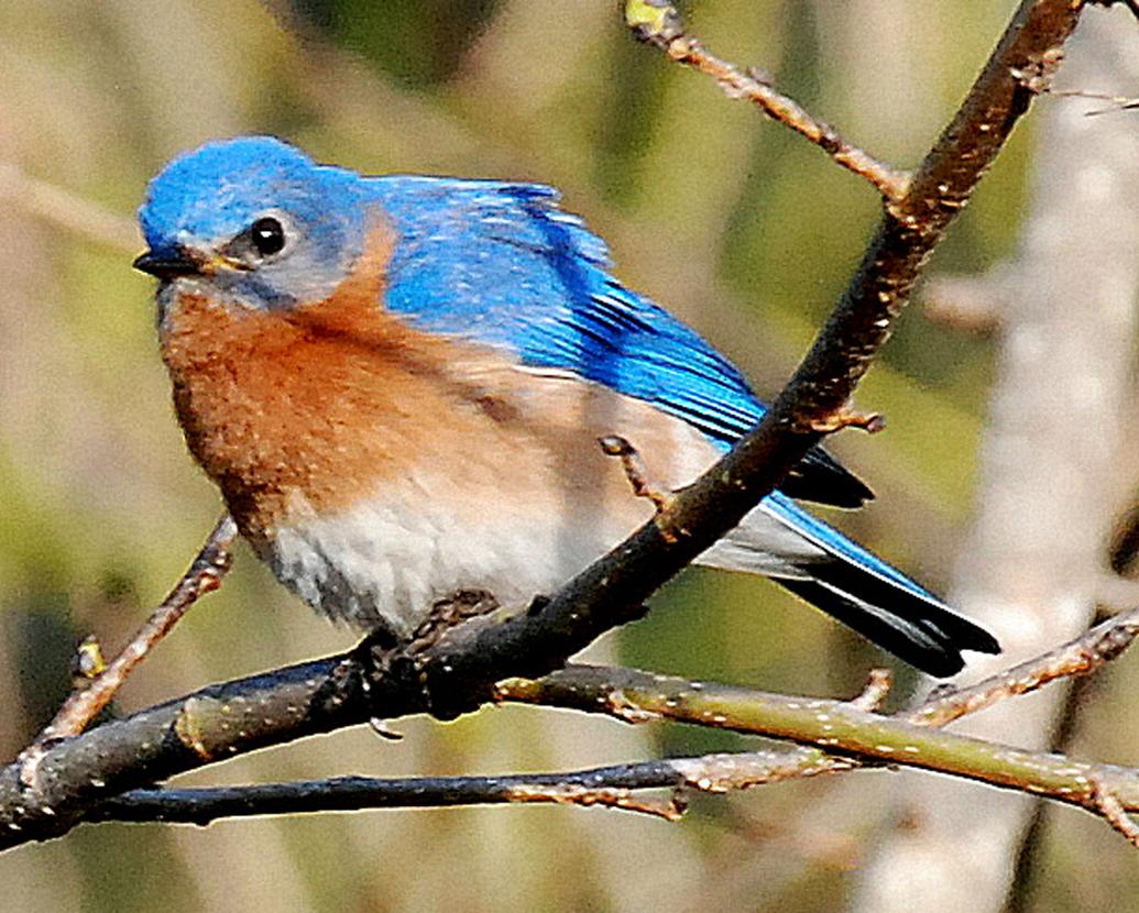 MONROE OUTDOORS: Bluebirds migration still baffles scientists | Our ...