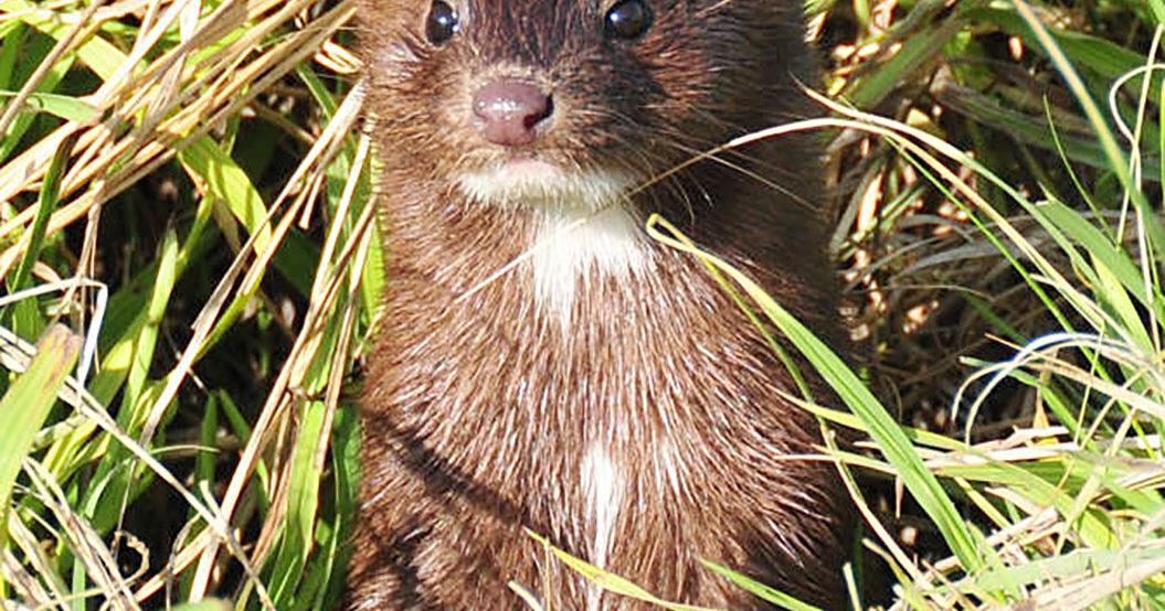 These locals seldom show off their minks | Our Community | mymcr.net