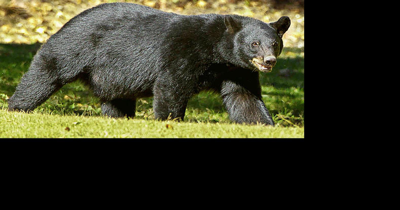 Chance of seeing a black bear in Georgia has grown | Sports | mymcr.net
