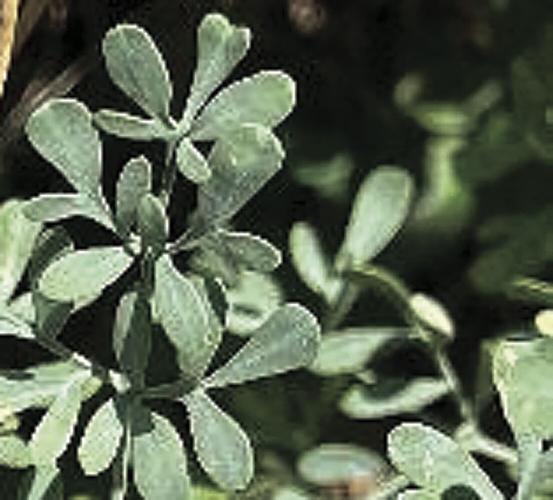 MONROE OUTDOORS - Is the common rue plant a friend or a foe? | News ...