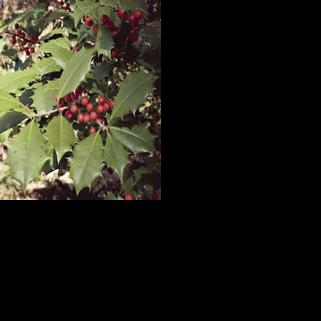 THOM FOOLERY: Please help me find Macon’s Holly Bluffs | News | mymcr.net