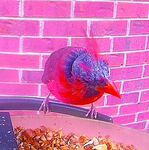 MIDDLE GEORGIA OUTDOORS: Why do male cardinals go bald? | News | mymcr.net