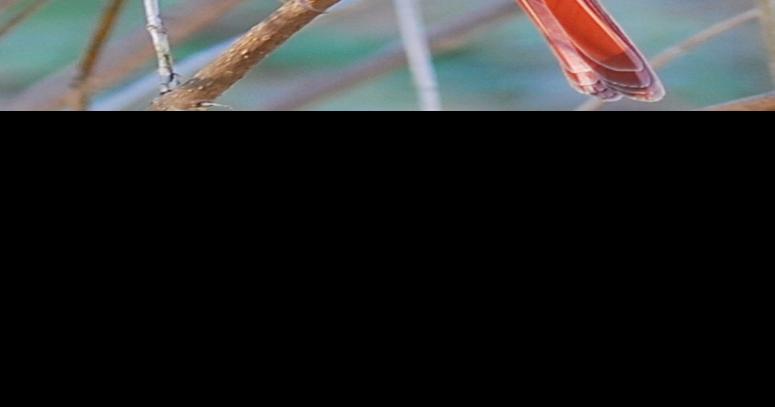 People love pecans, and so do wild birds | Our Community | mymcr.net