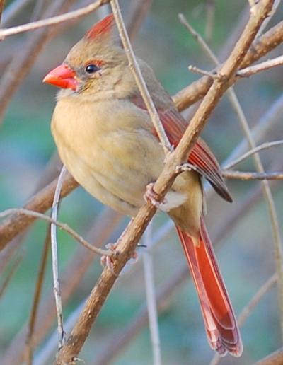 People love pecans, and so do wild birds | Our Community | mymcr.net