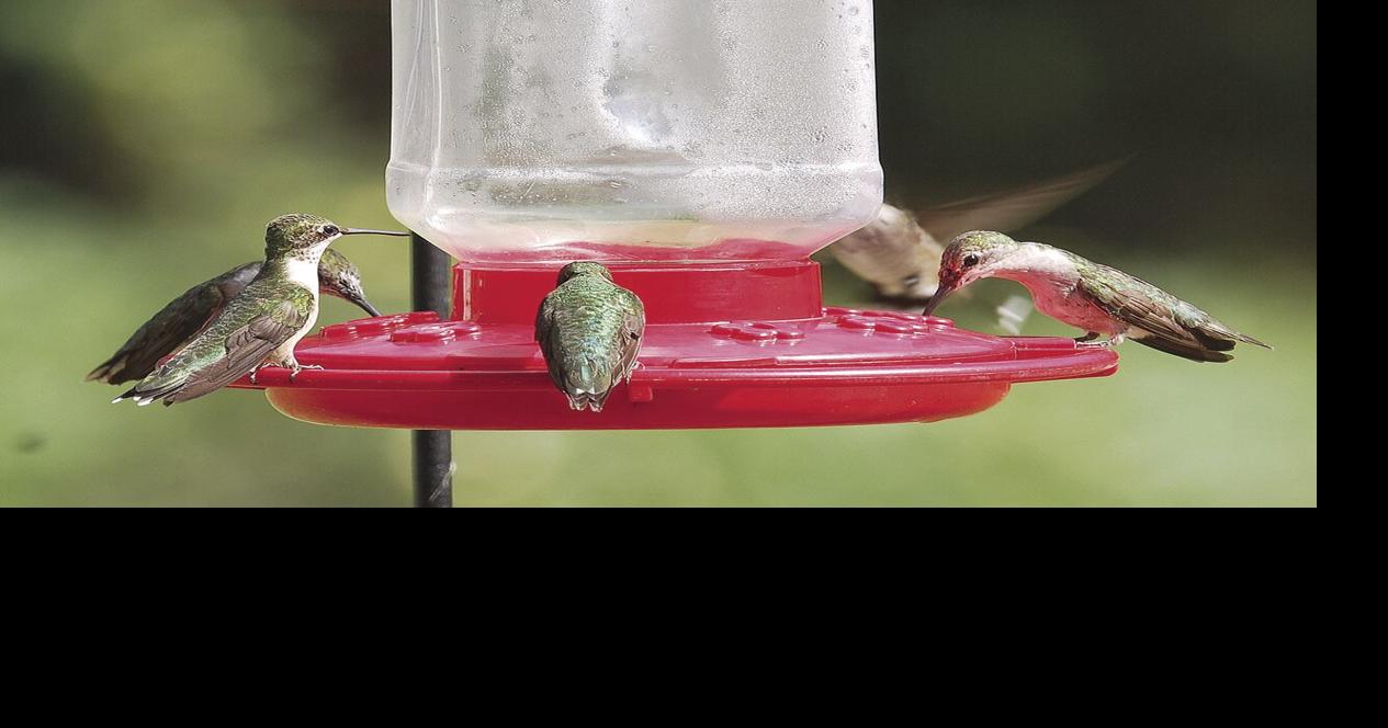 Why are hummingbirds arriving in flocks so early? | News | mymcr.net
