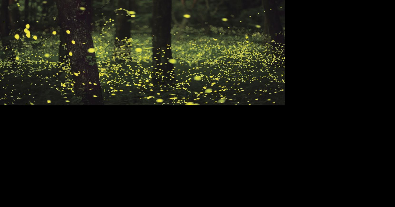 Can we bring back the firefly population? | News | mymcr.net