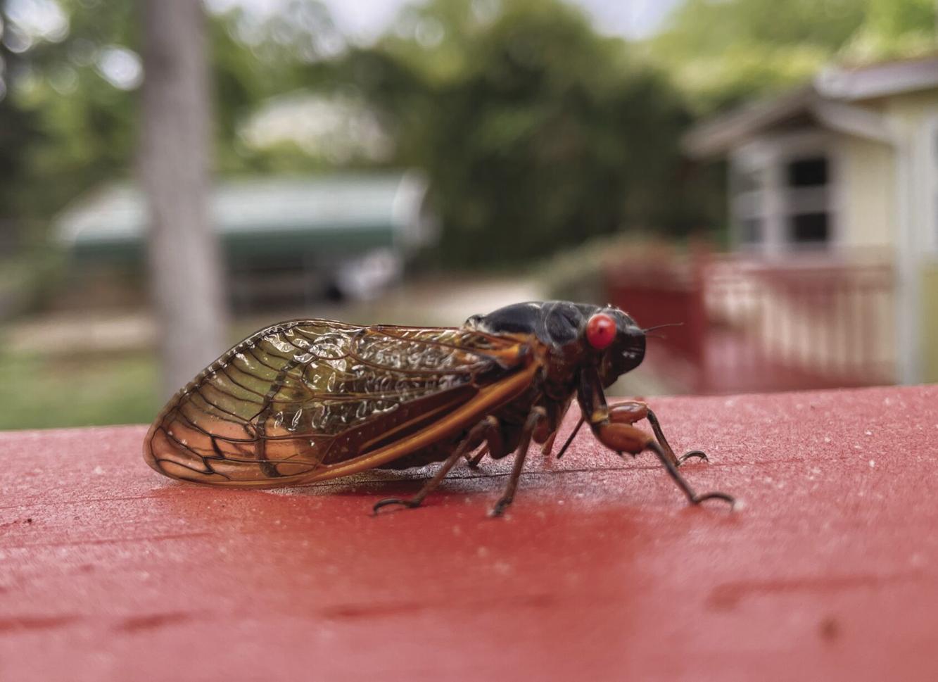 REECE’S PIECES - Those cicadas can be dangerous | News | mymcr.net