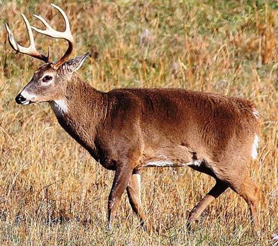 how to draw a deer side view